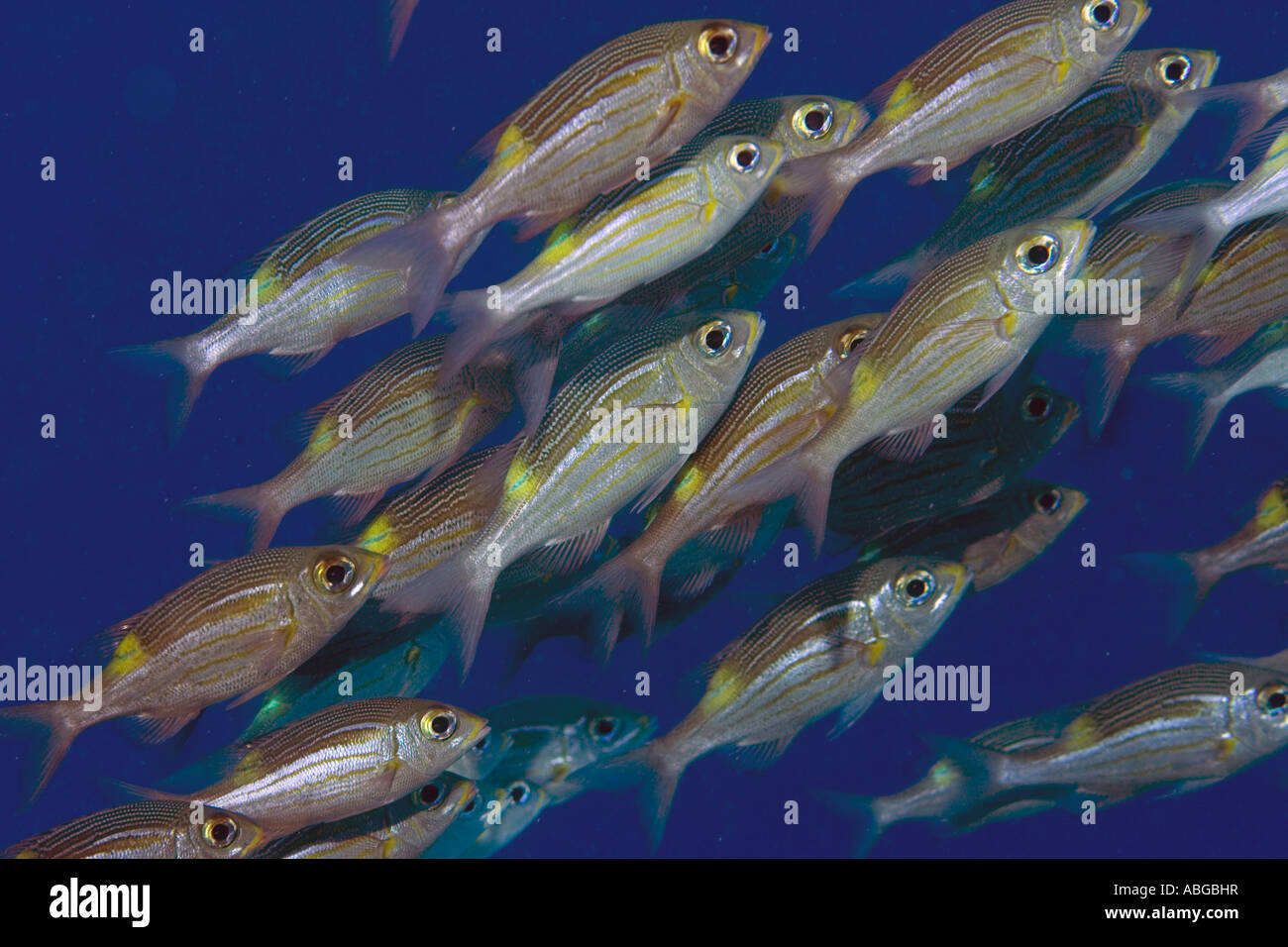 Gold lined bream hi-res stock photography and images - Alamy