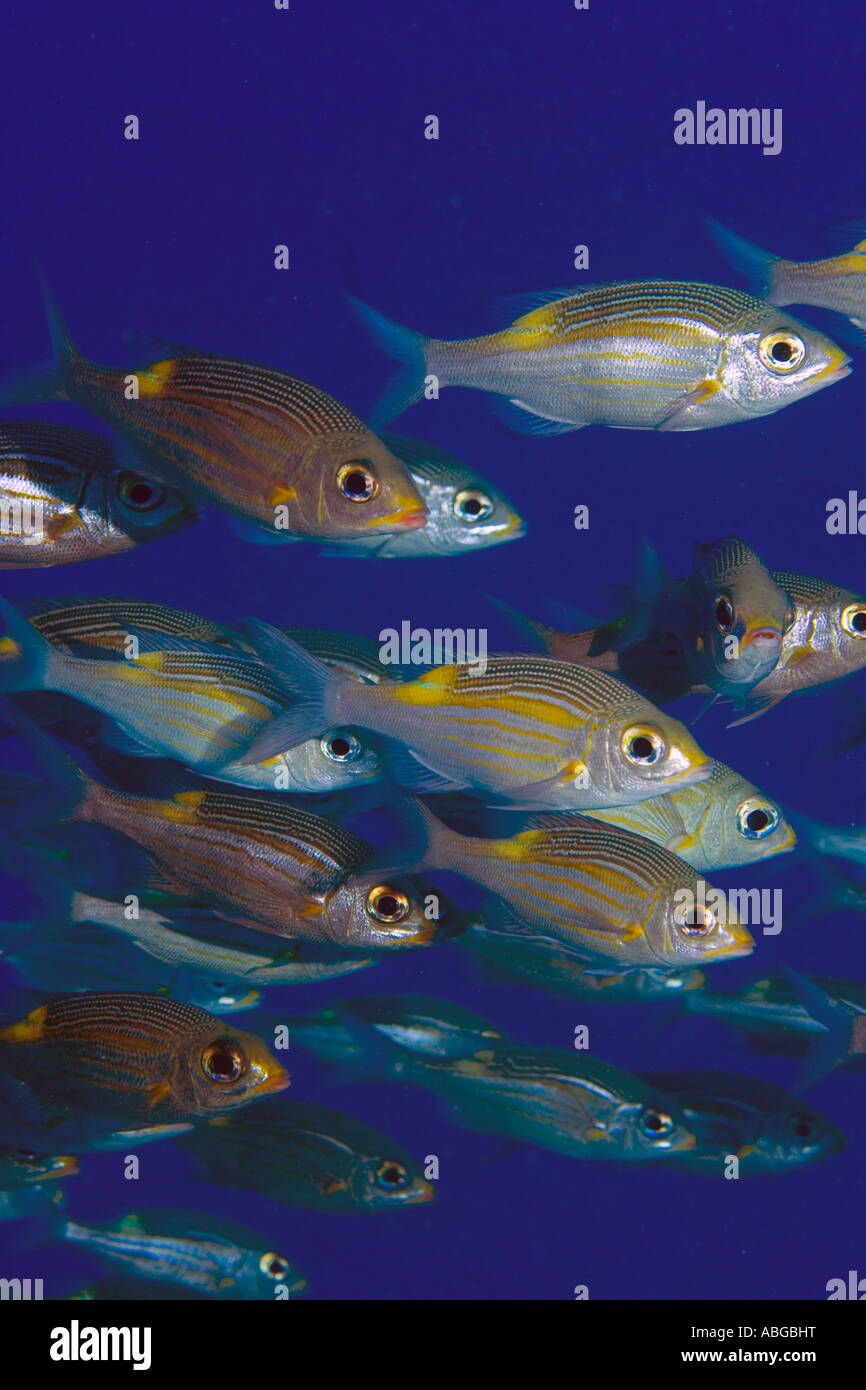 Gold-lined Sea Bream or Yellowspot Emperors, (Gnathodentex ...