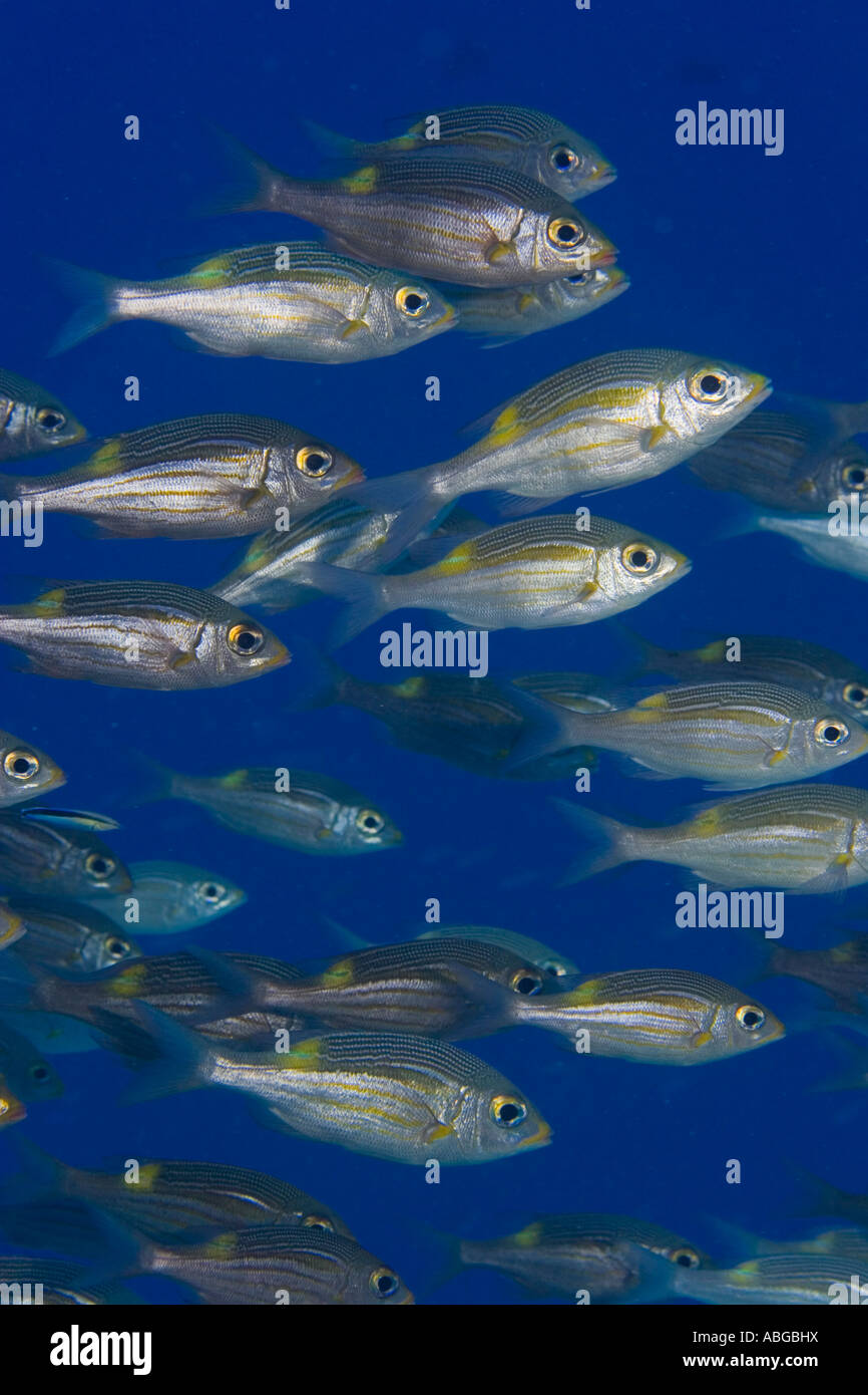 Gold-lined Sea Bream or Yellowspot Emperors, (Gnathodentex ...