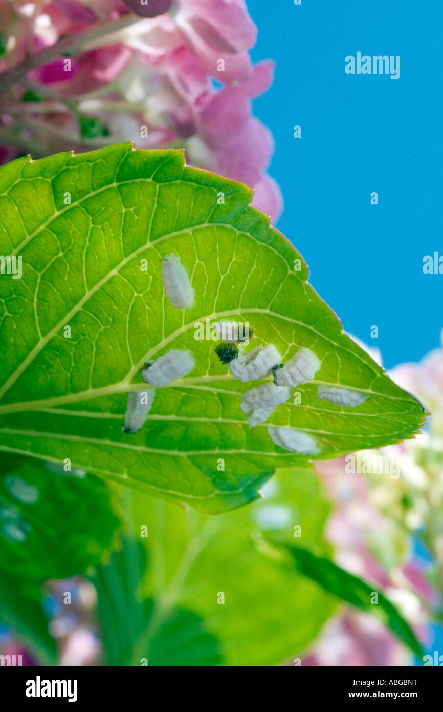 Mealy bugs (Pseudococcidae) sitting on a leaf of a hydrangea Stock ...