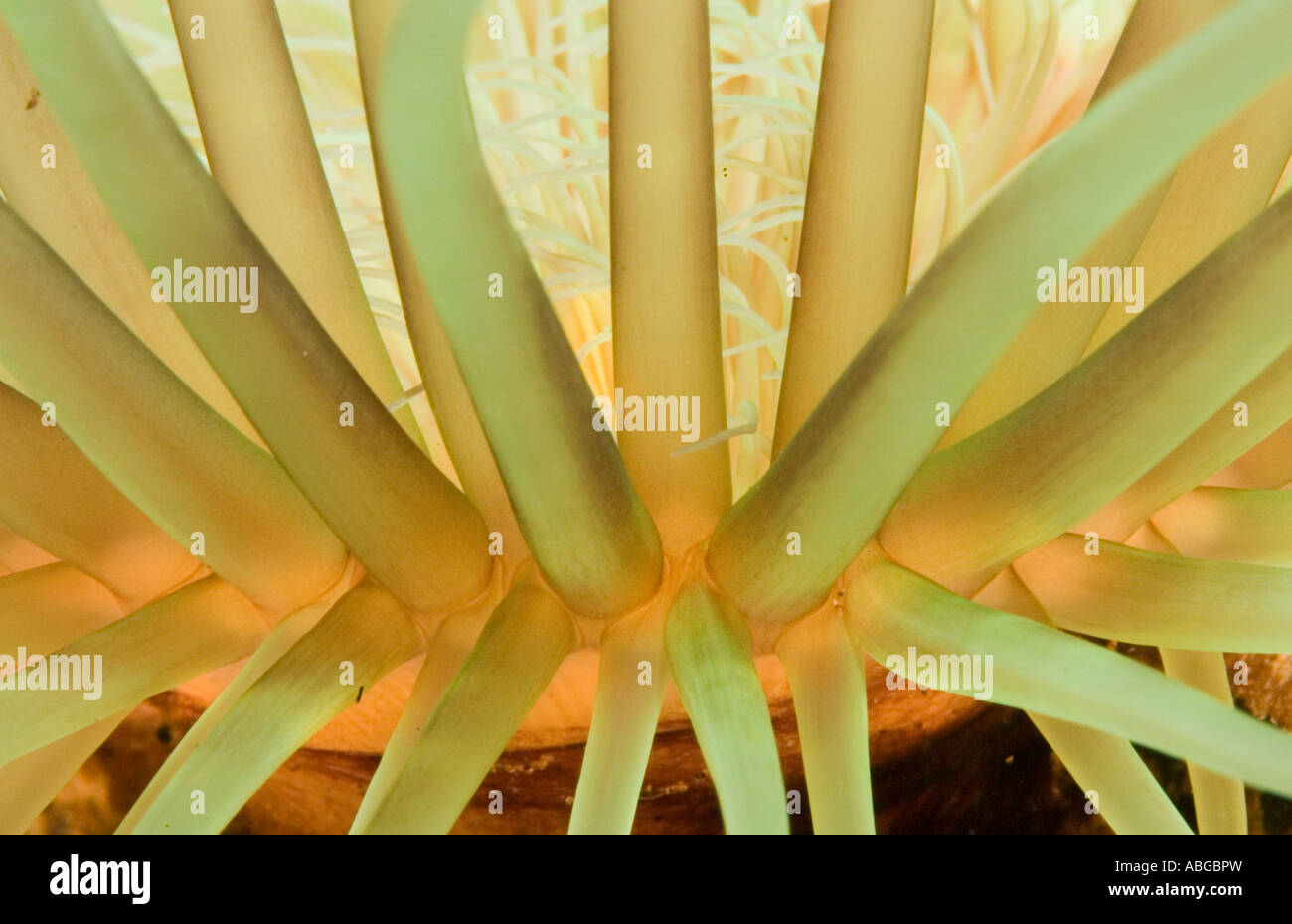 Tube anemone (Cerianthus filiformis Stock Photo - Alamy