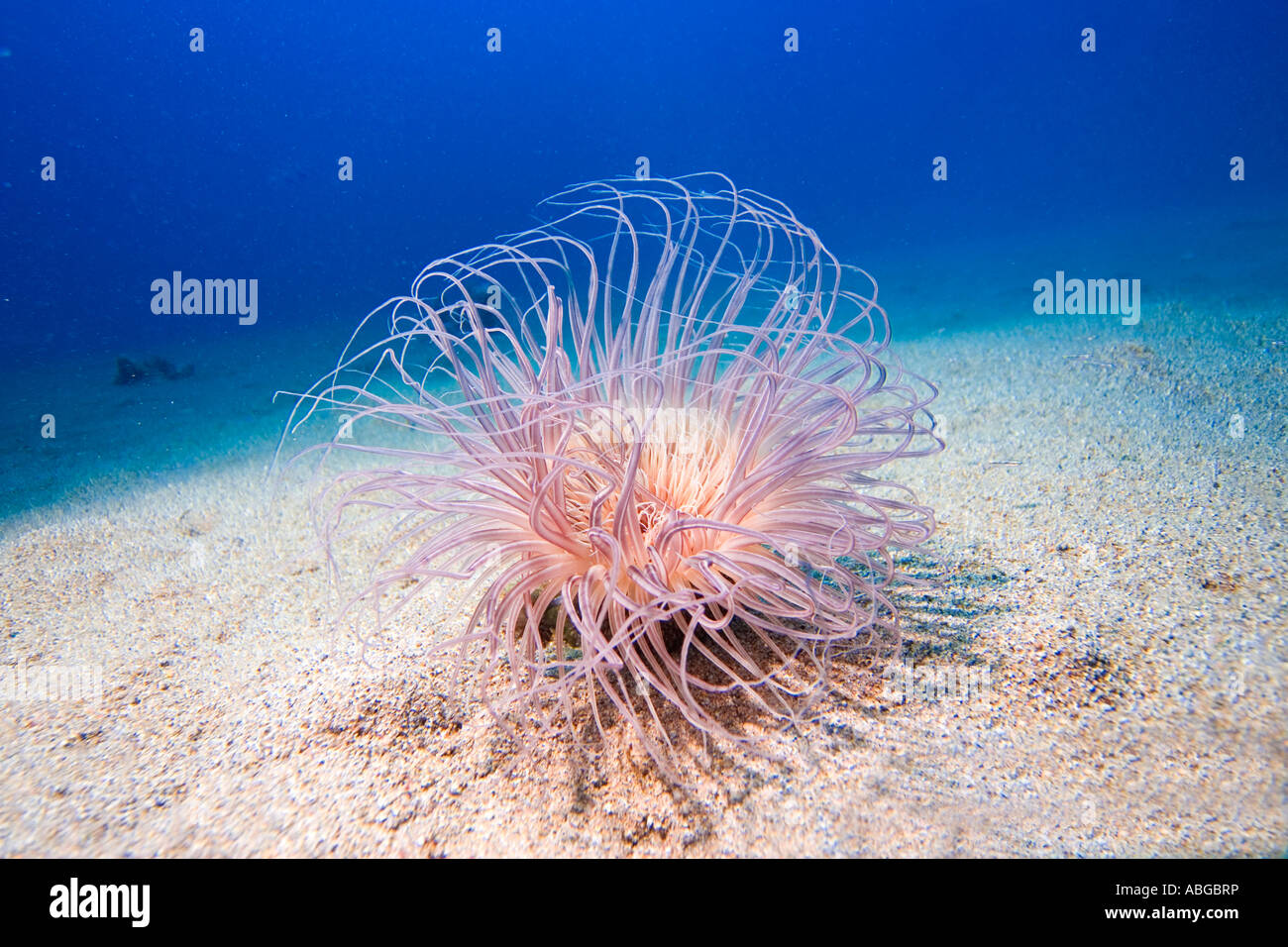 Tube anemone (Cerianthus filiformis Stock Photo - Alamy