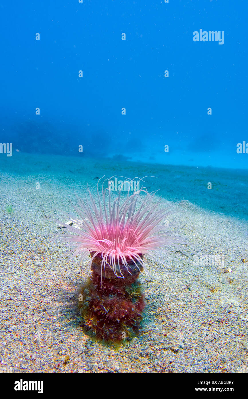 Tube anemone (Cerianthus filiformis Stock Photo - Alamy