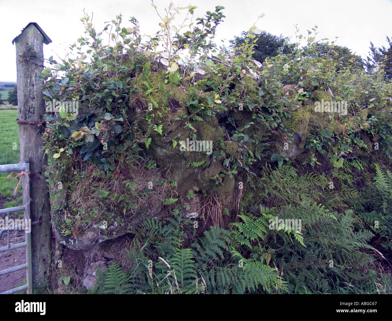 English Hedgerows Exmoor National Park Devon UK England Great Britain ...