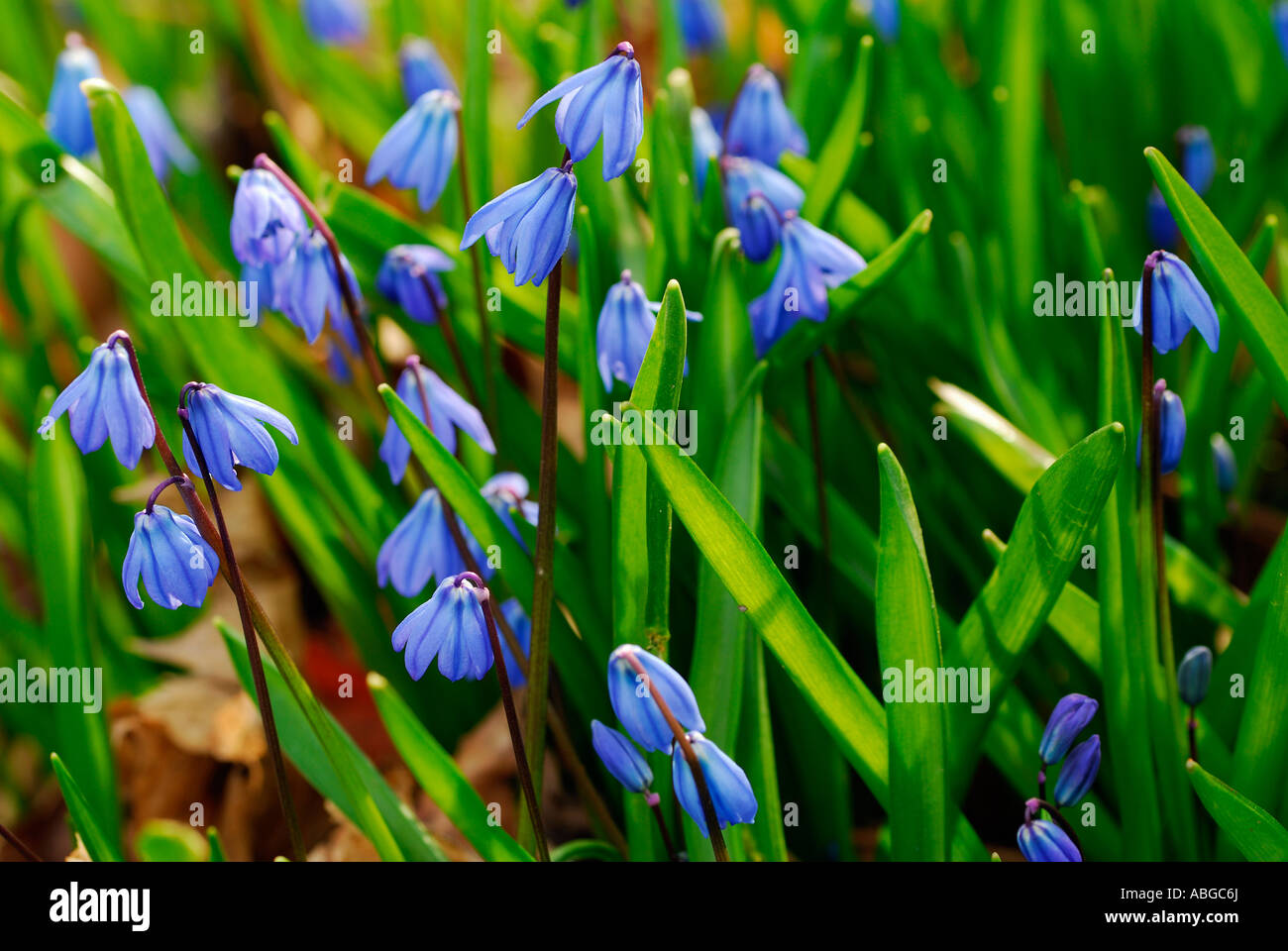 Naturalized bulbs hi-res stock photography and images - Alamy