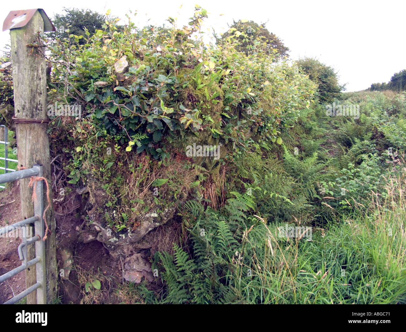 English Hedgerows Exmoor National Park Devon UK England Great Britain ...
