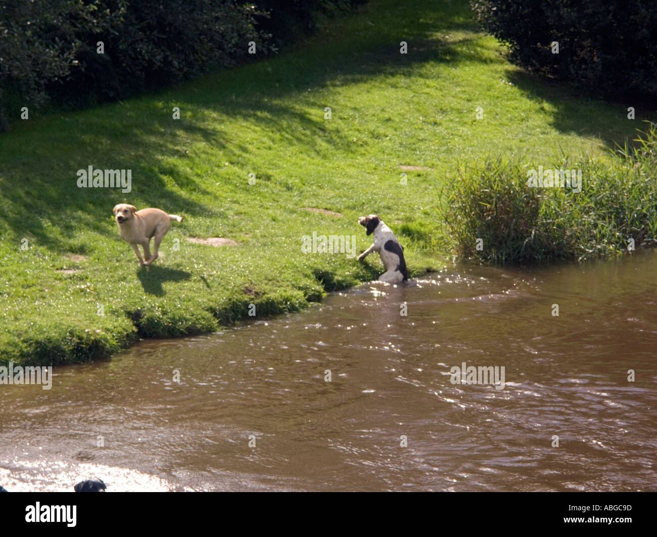 Dogs play in the River Barle at Withypool, Exmoor National Park, Devon ...
