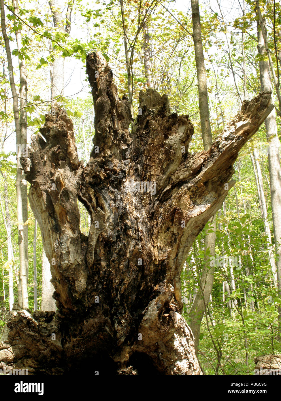 Decayed tree stump Stock Photo - Alamy