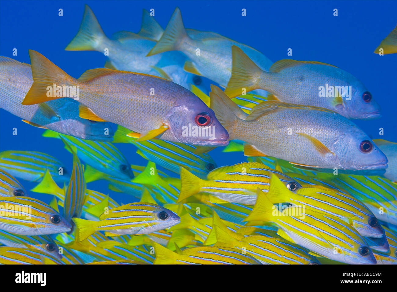 One spot snapper (Lutjanus monostigma Stock Photo - Alamy