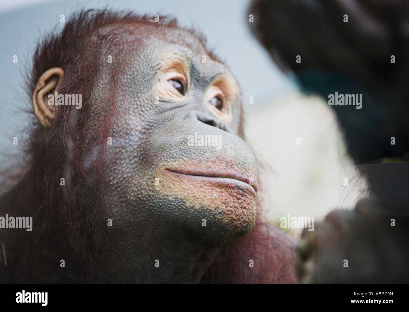 Orangutan intelligence hi-res stock photography and images - Alamy