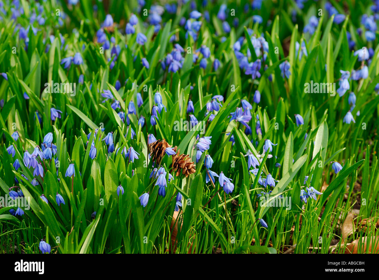 Naturalized bulbs hi-res stock photography and images - Alamy