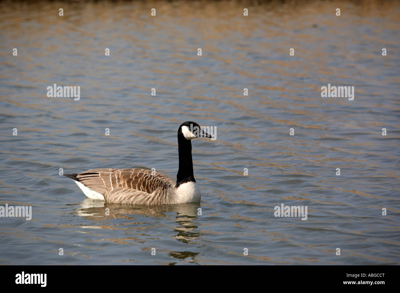 Goose on lake Stock Photo - Alamy