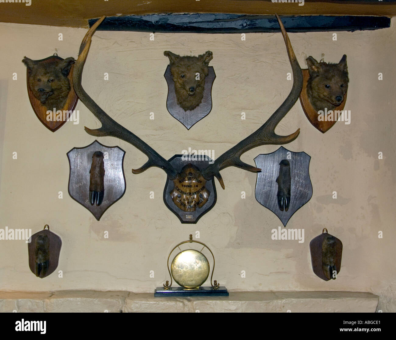 Hunting Trophies mounted fox heads red deer antlers deer hooves hang on ...
