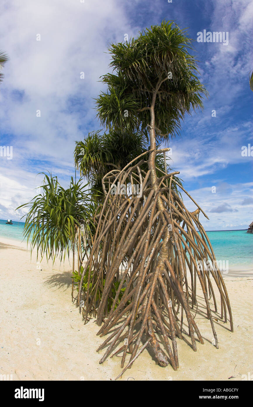 Mangrove on beach hi-res stock photography and images - Alamy