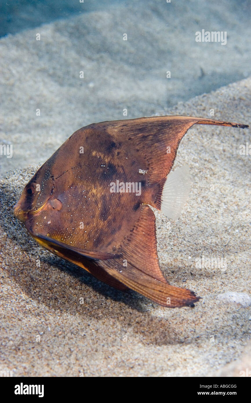 Juvenile circular spadefish (platax orbicularis Stock Photo - Alamy