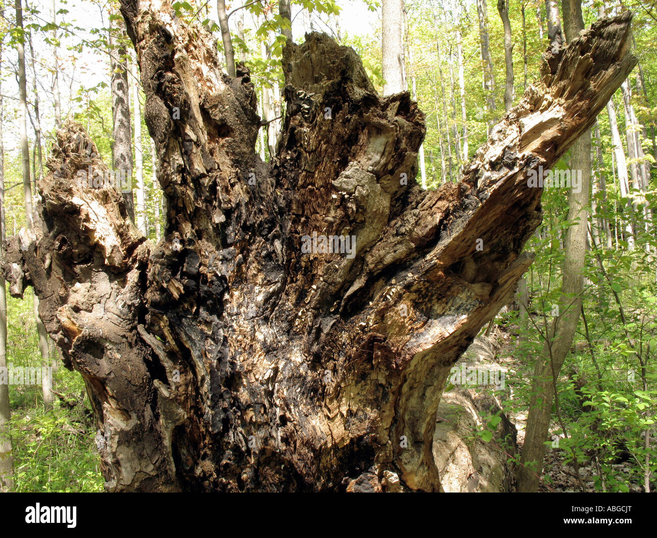 Decayed tree stump Stock Photo - Alamy