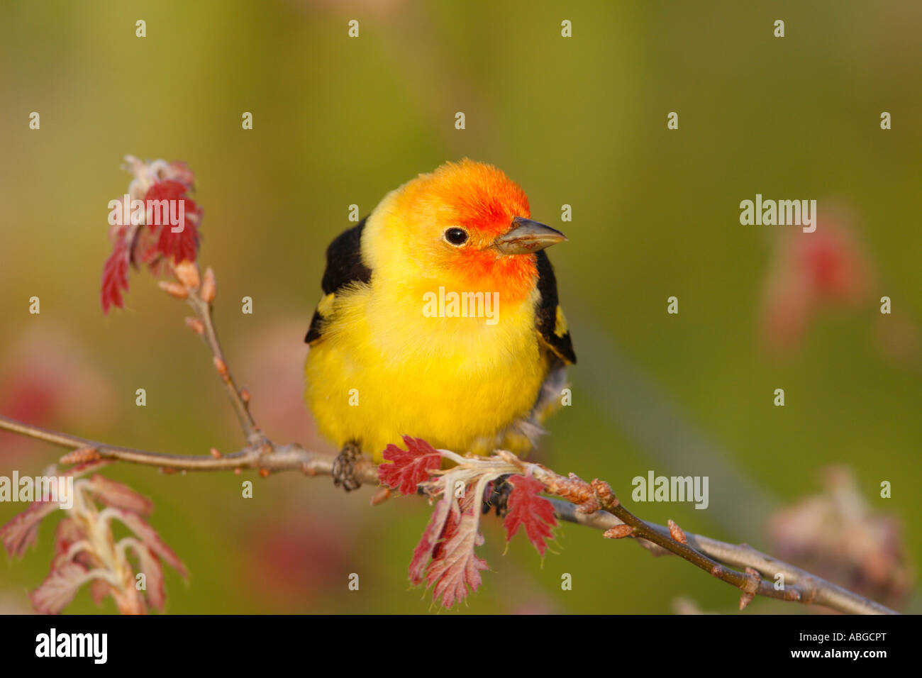 Western Tanager in Oak Tree Stock Photo - Alamy