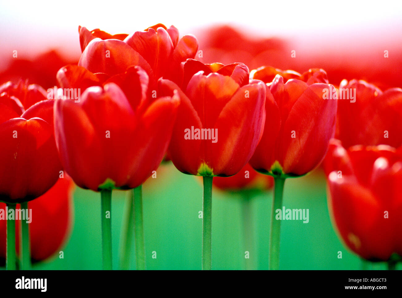 Red impression’ tulips hi-res stock photography and images - Alamy
