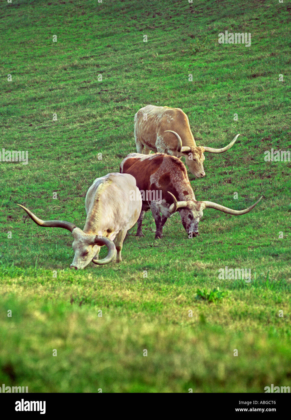 TEXAS LONGHORN STEERS RAZING ON HILLSIDE PASTURE TEXAS USA Stock Photo ...