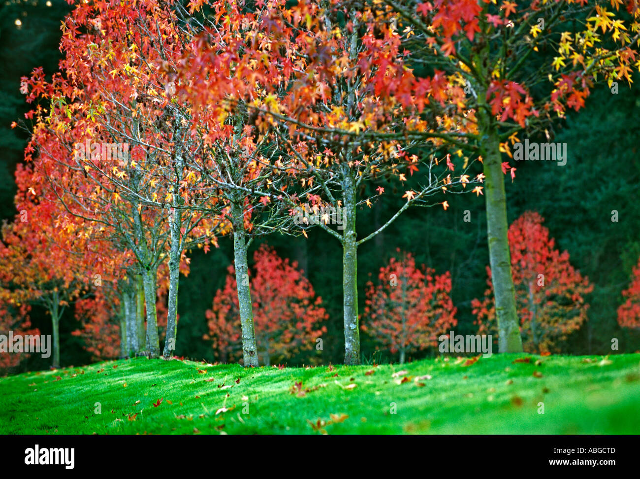 Rows red maple trees pacific hi-res stock photography and images - Alamy