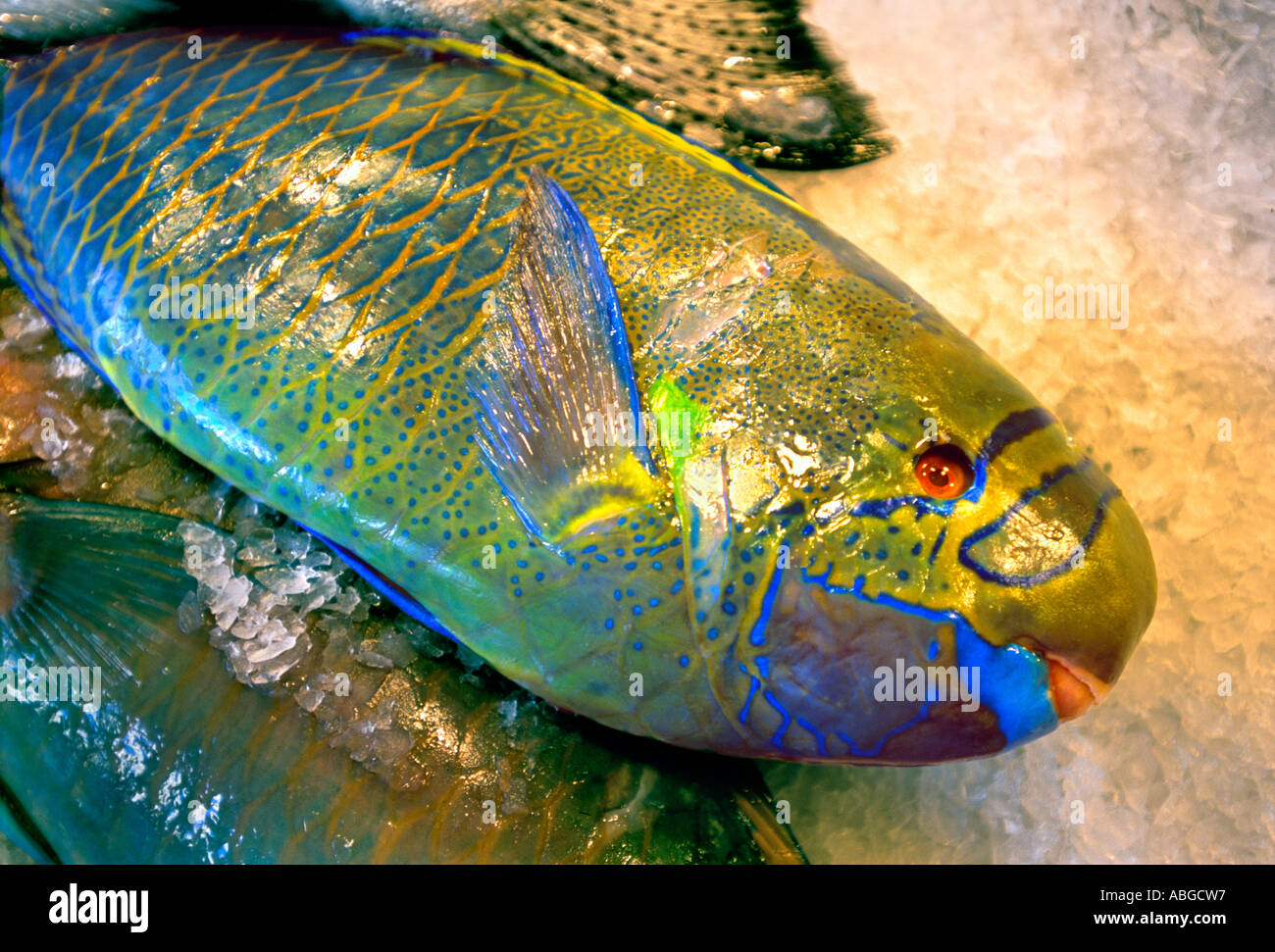 Parrot Fish on ice at Pike Place Market Seattle Washington USA Stock ...