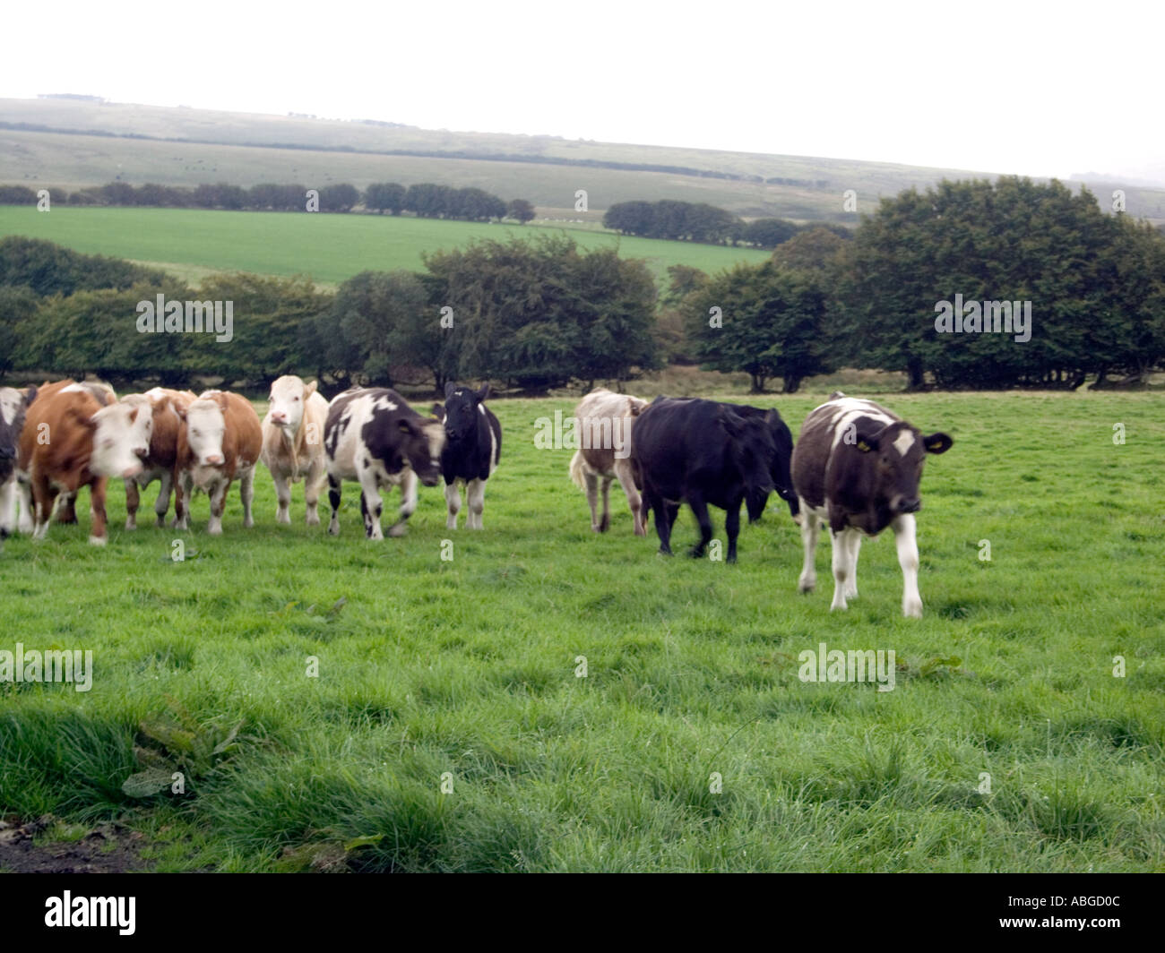 Young steers in field hi-res stock photography and images - Alamy