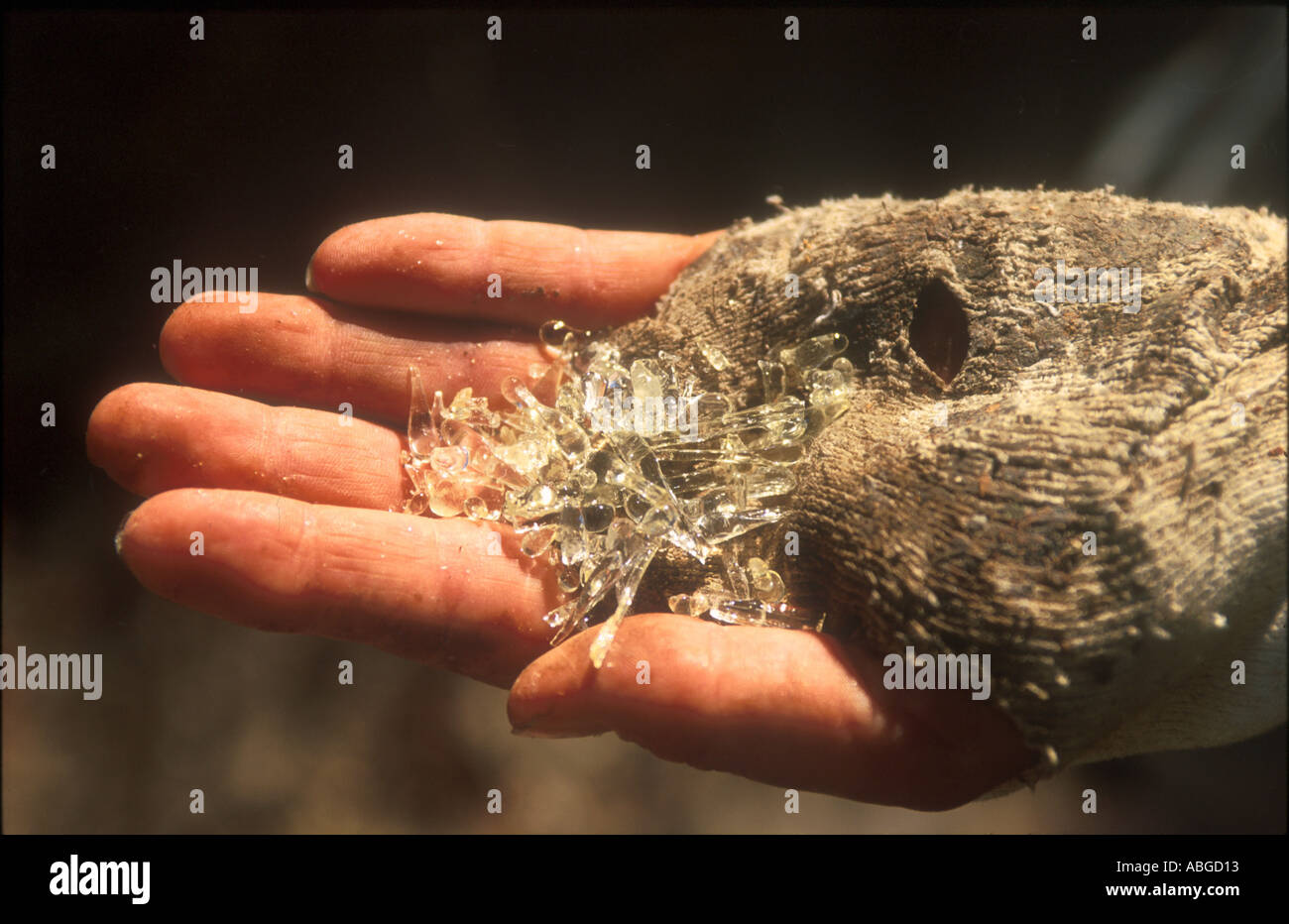 greece northern aegean chios island mastika in a peasant womans hand ...