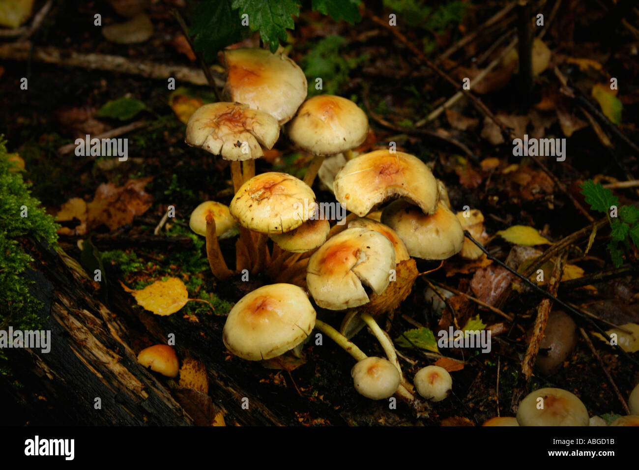 Woodland Toadstools in Autumn Stock Photo - Alamy