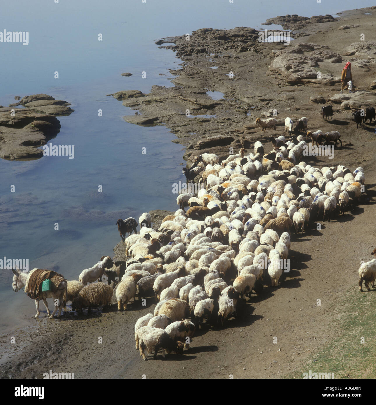 Shepherd syria sheep High Resolution Stock Photography and Images - Alamy