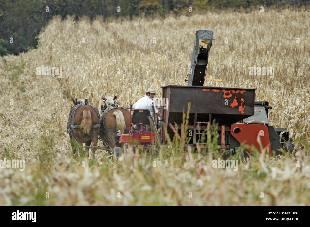 Amish of the American Heartland Ohio Indiana Pennsylvania Families at ...