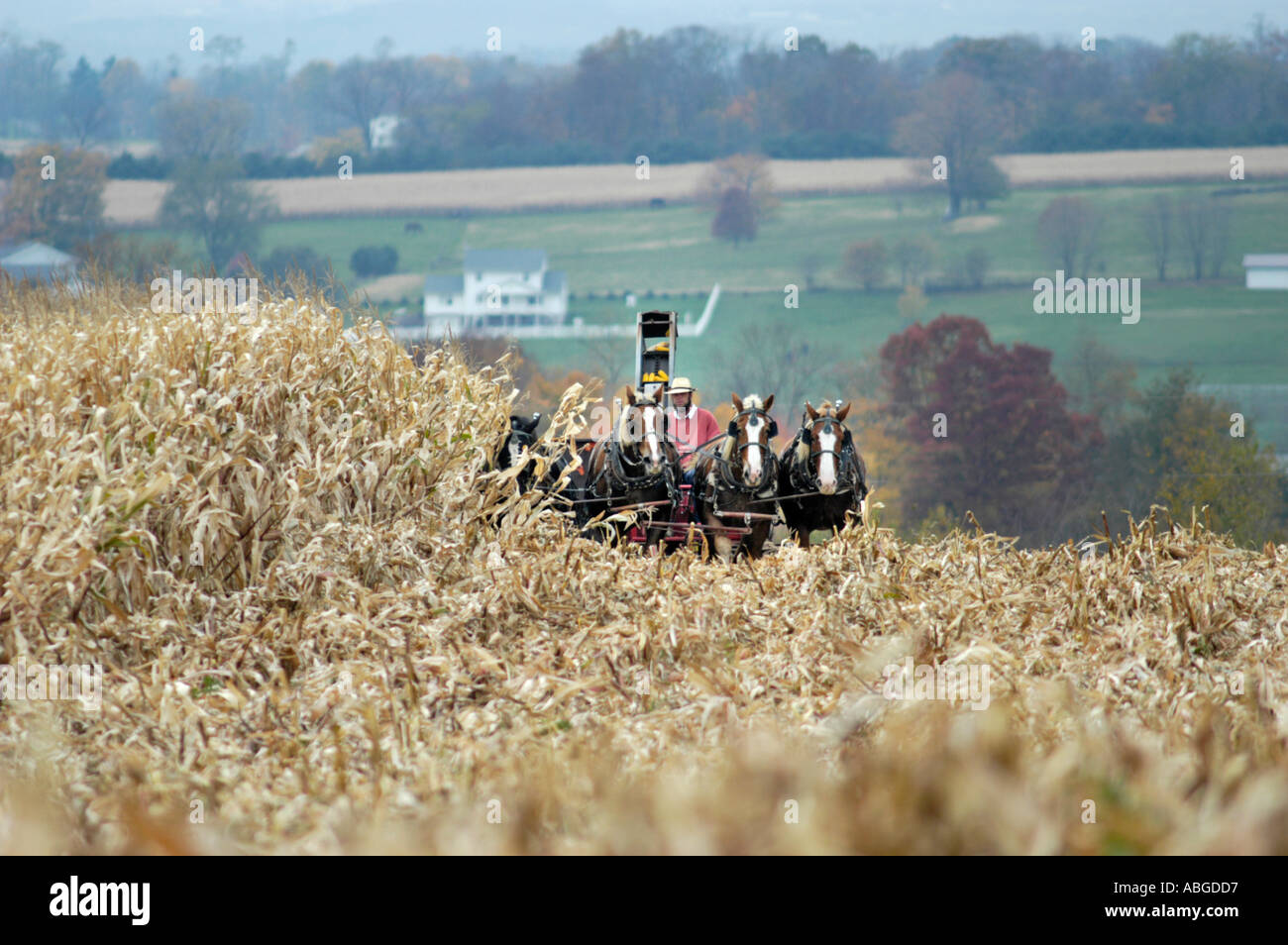 Old Beachy Amish High Resolution Stock Photography and Images - Alamy