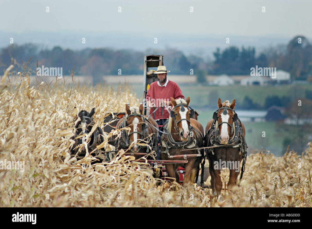 Old Beachy Amish High Resolution Stock Photography and Images - Alamy