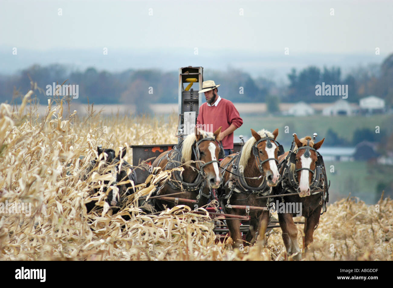 Amish man farming harvesting this corn for sale from the American ...