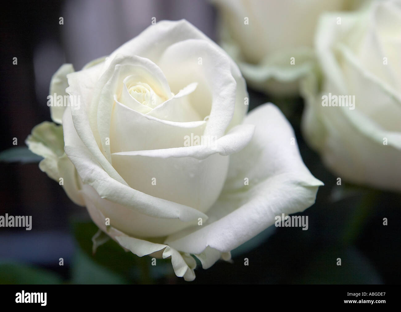 purity close-up with a white rose flower Stock Photo - Alamy