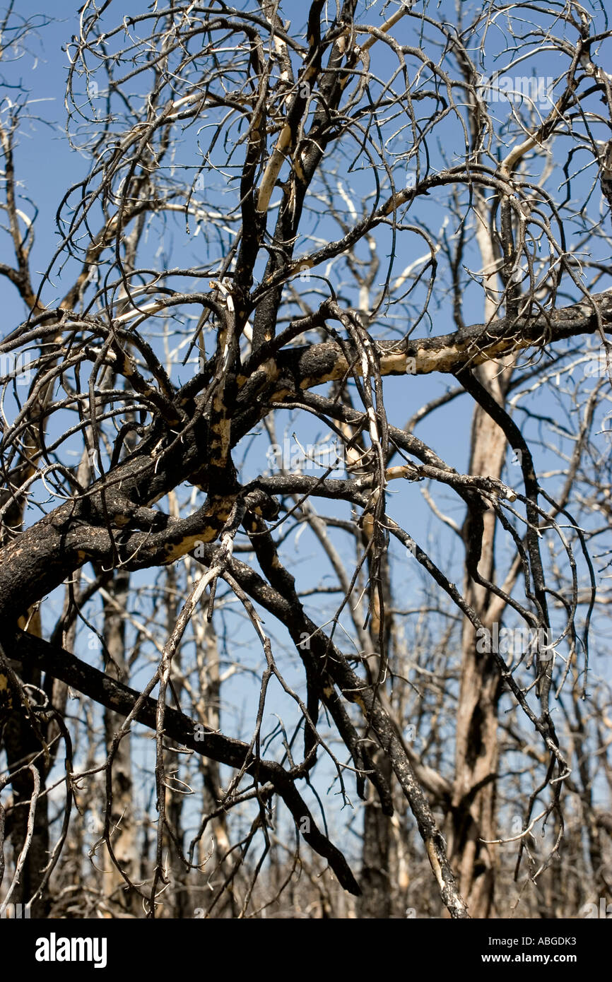 Forest fire burnt trees Stock Photo - Alamy