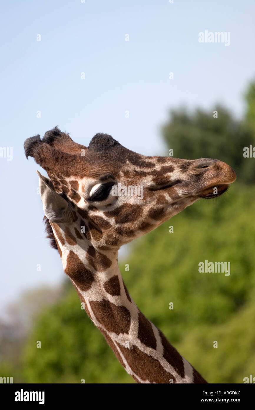Giraffe goofy look Stock Photo - Alamy