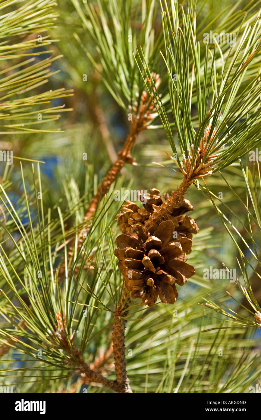 Pinion tree branch hi-res stock photography and images - Alamy
