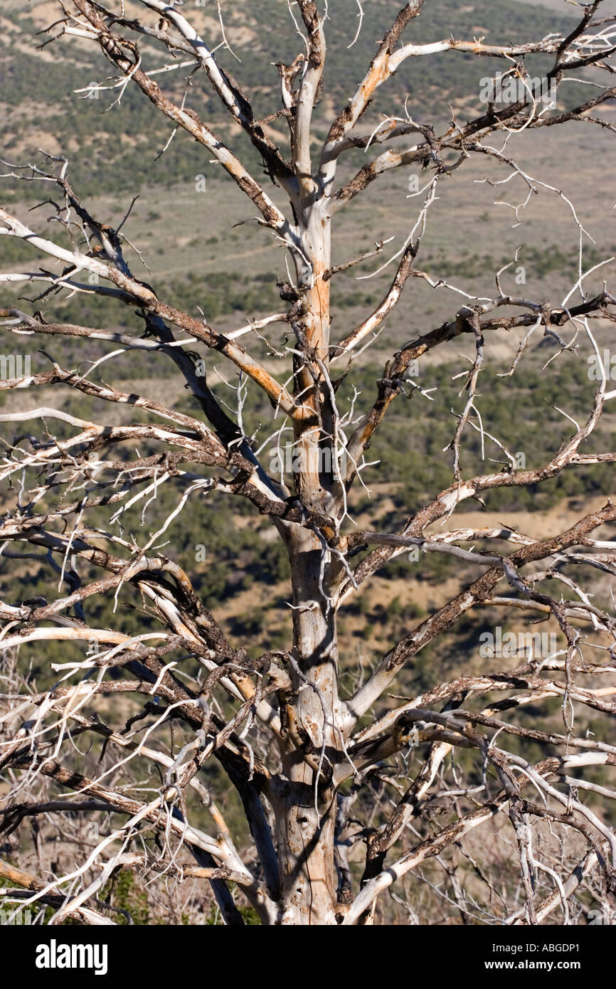 Pine tree forest fire Stock Photo - Alamy