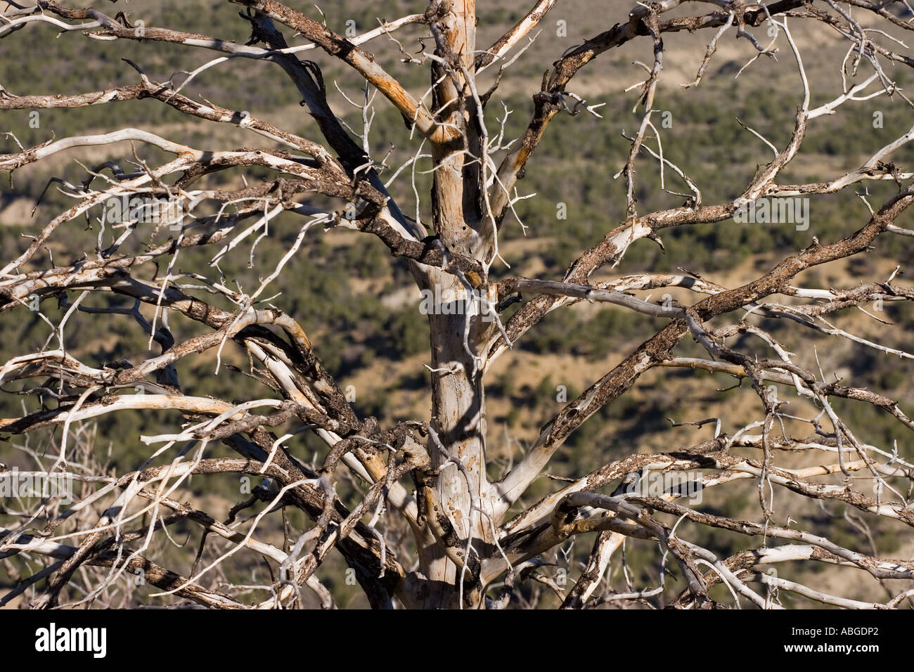 Pine tree killed by forest fire Stock Photo - Alamy