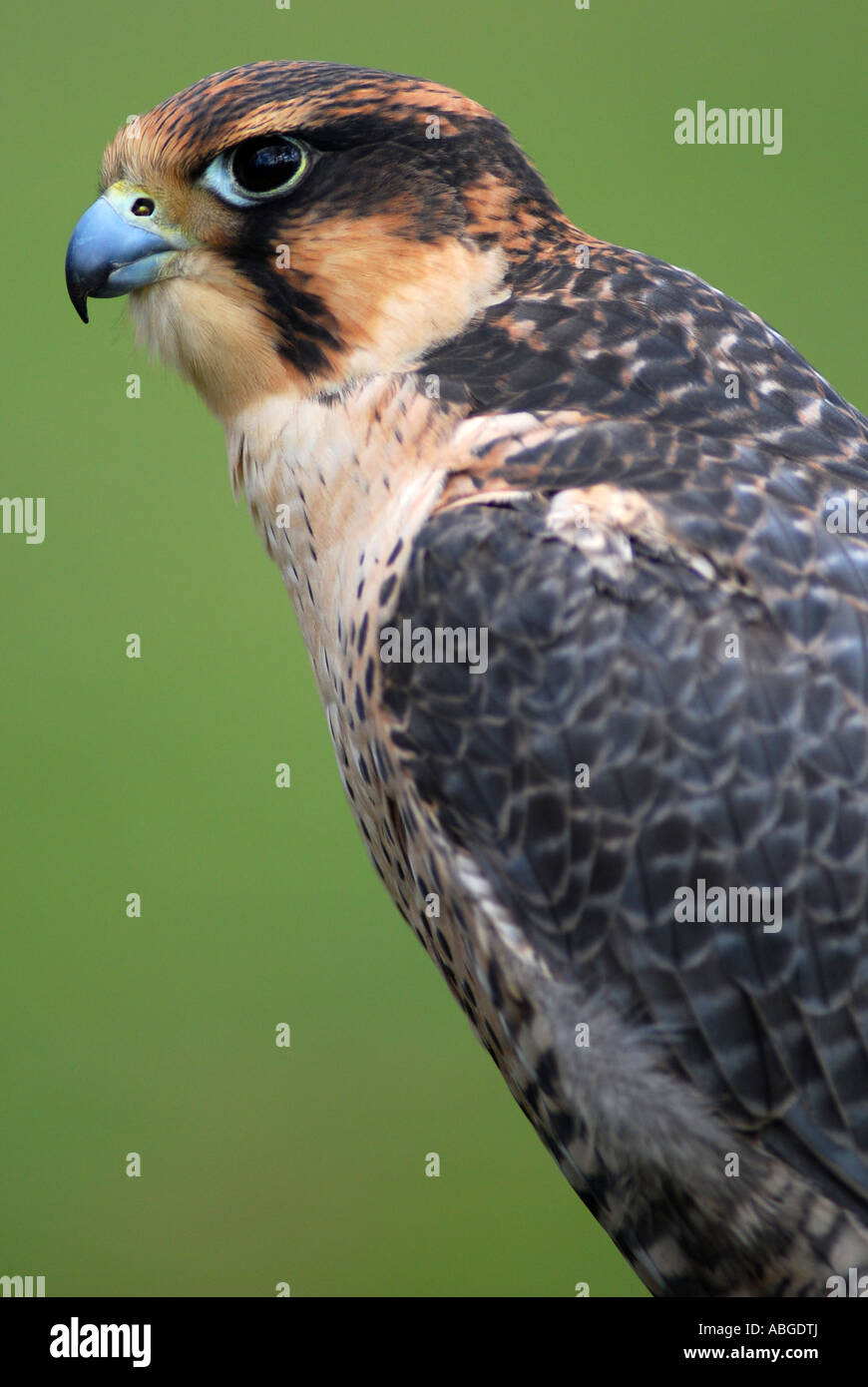 Peregrine Falcon (Falco peregrinus Stock Photo - Alamy