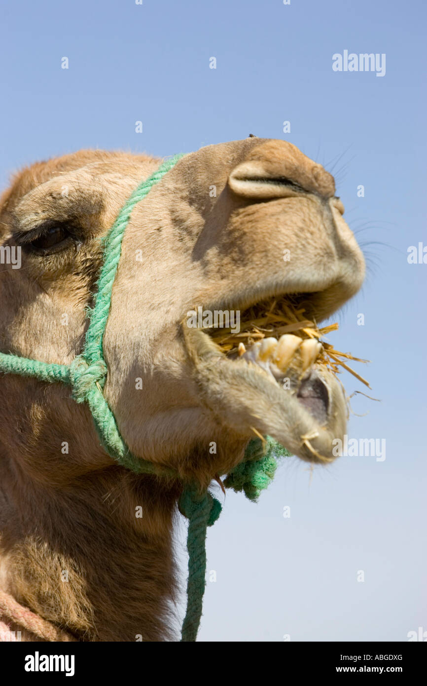Camel makes funny face eating straw Erg Chebbi near Merzouga Morocco ...