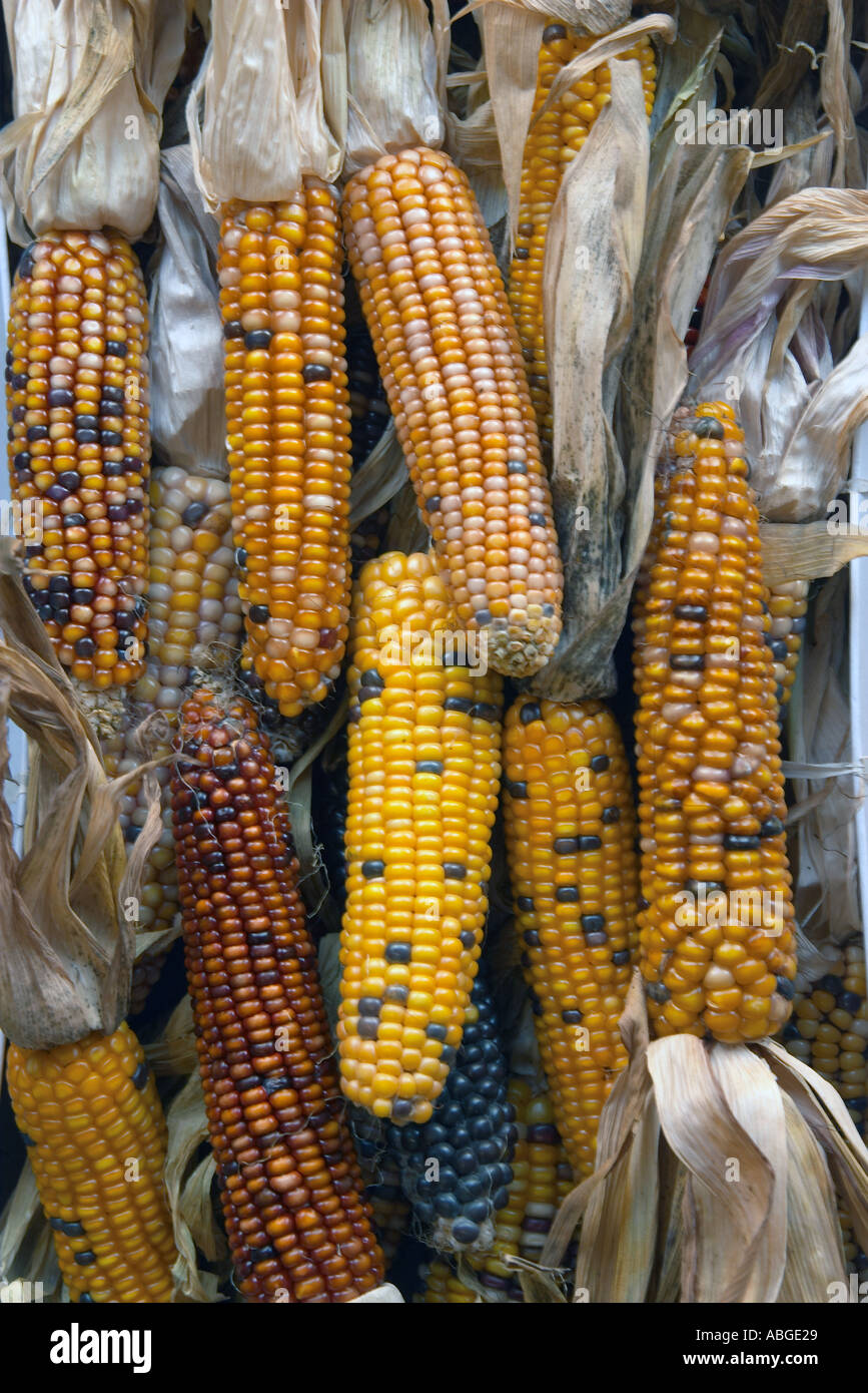 Corn silk indian hi-res stock photography and images - Alamy