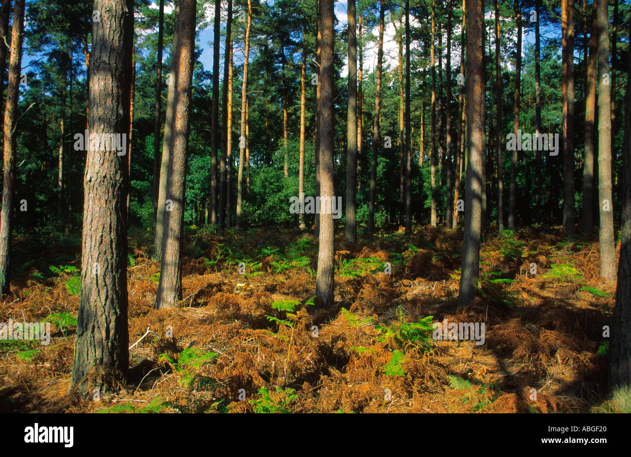 Thetford forest park hi-res stock photography and images - Alamy