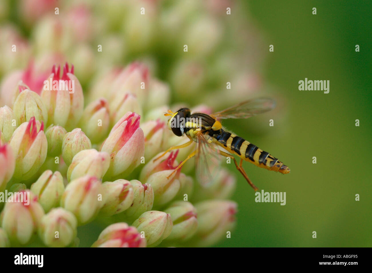 A small black and yellow hoverfly Stock Photo - Alamy