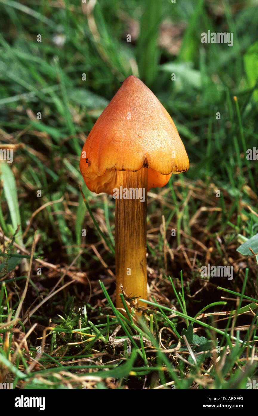 Conical Wax Cap Hygrocybe conica Stock Photo - Alamy