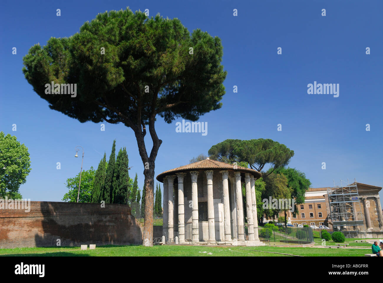 Pine tree with ancient ruins of Temple of Hercules in Rome Italy Stock ...