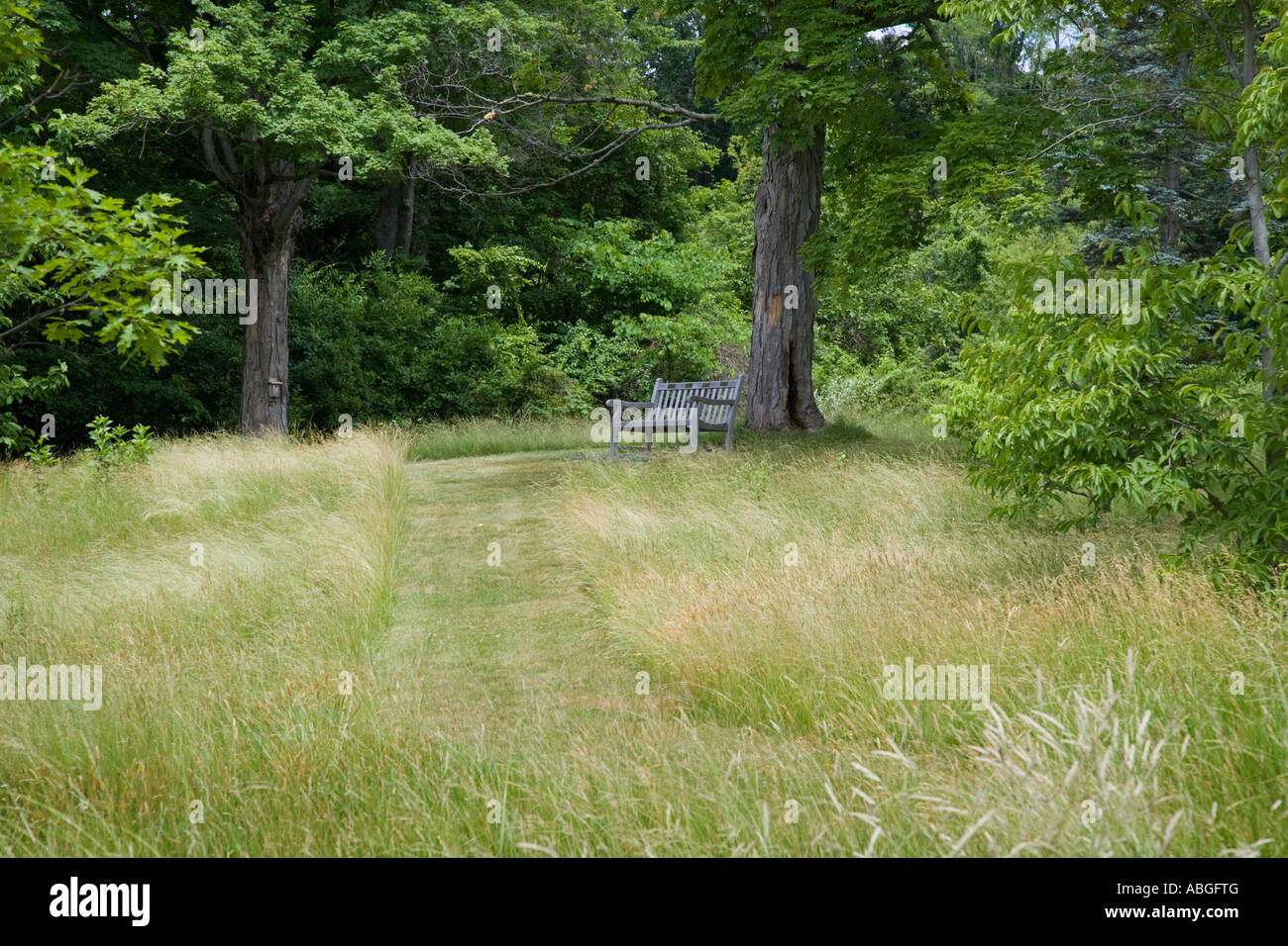 Path leading to a bench under a tree Stock Photo - Alamy