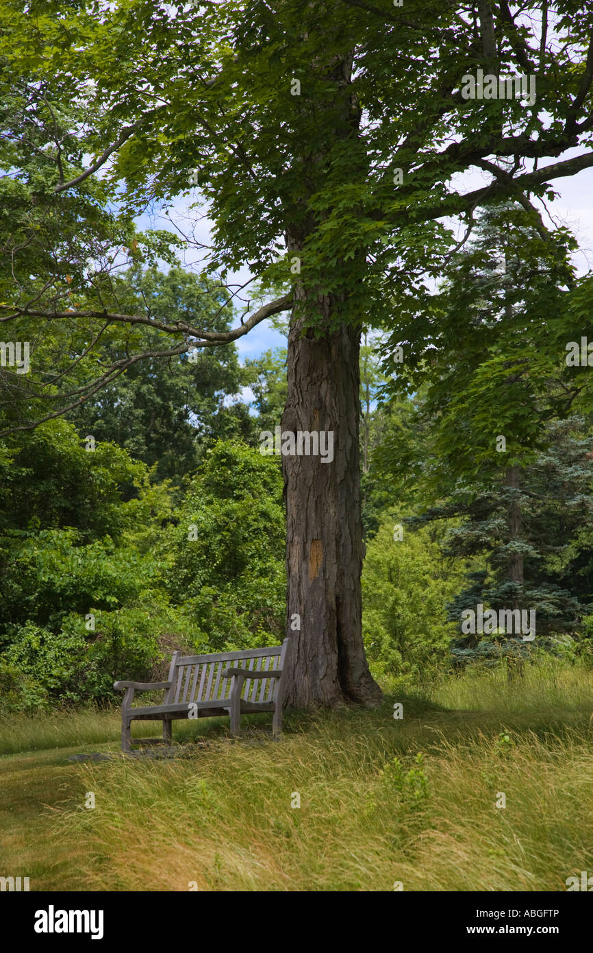 Bench under a tree Stock Photo - Alamy