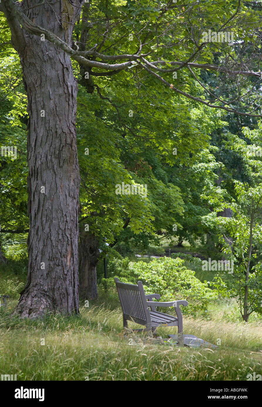 Bench under a tree Stock Photo - Alamy
