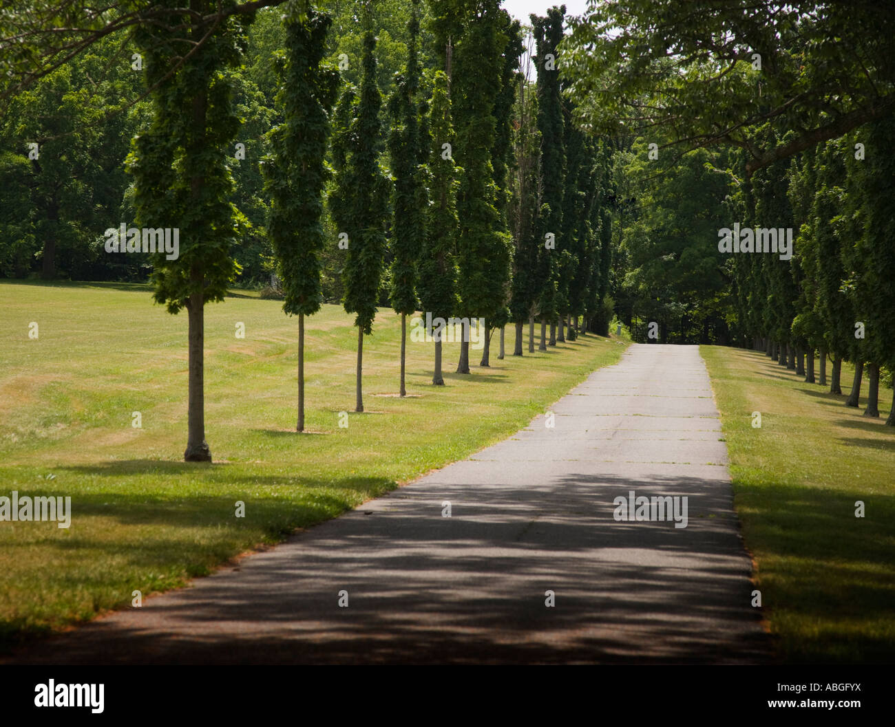 Trees lined up by the side of a row Stock Photo - Alamy